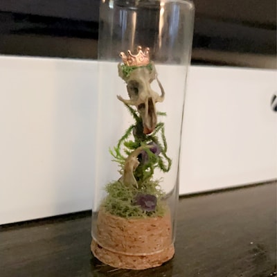 Crown Bone Jar Terrarium Rodent Skull and Bones Natural Stones - Etsy