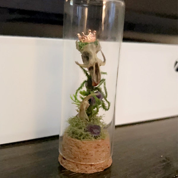 Crown Bone Jar Terrarium Rodent Skull and Bones Natural Stones - Etsy