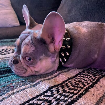 The Original Bestia™ frenchie Collar. 100% Genuine Leather. Soft Padded ...