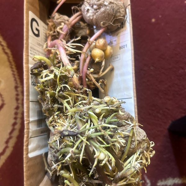 5 Surecrop June Bearing Live Strawberry Roots. Zones 5-8. - Etsy