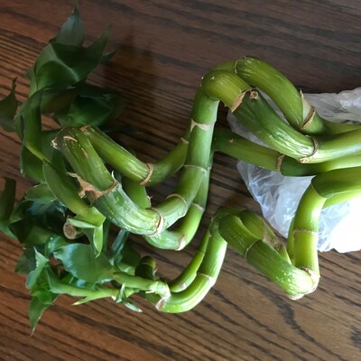 Set of 5 Curly Spiral Lucky Bamboo at 30 Inches, 24 Inches, 18 Inches ...