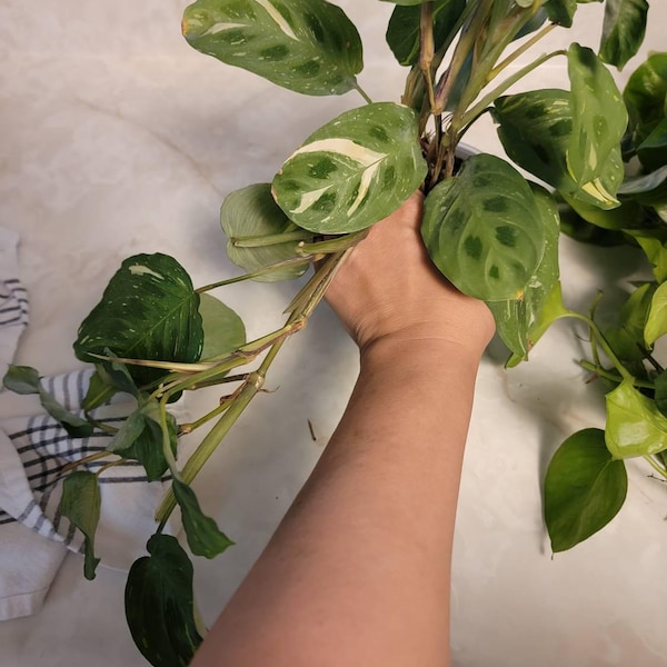 Sanna Tradescantia – Variegated Trailing Houseplant With Green & White ...