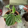 Peperomia Dragon Skin Starter Plant ALL STARTER PLANTS Require You to ...