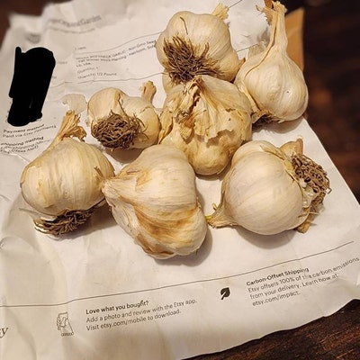 RODERIQUE FRENCH SHALLOT Sets Non-gmo Bulbs, Garden Seed Shallots Long ...