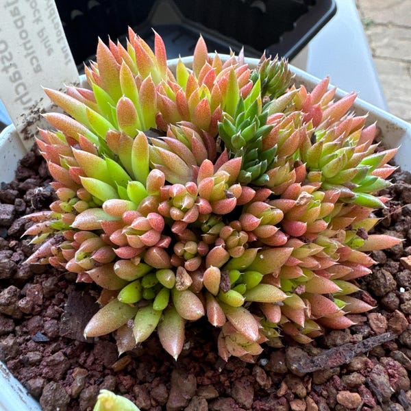 Echeveria 'onslow' Rare Succulent Fully Rooted - Etsy Echeveria 'onslow' Rare Succulent Fully Rooted - Etsy