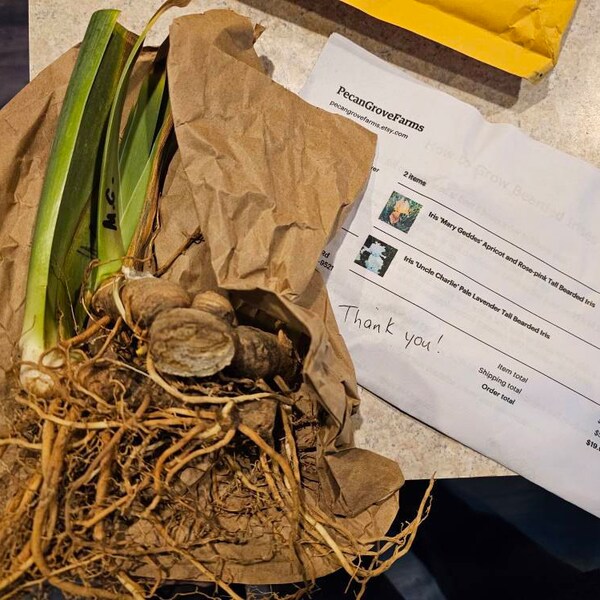 Iris 'pink Cameo' Pale Pink Tall Bearded Iris - Etsy