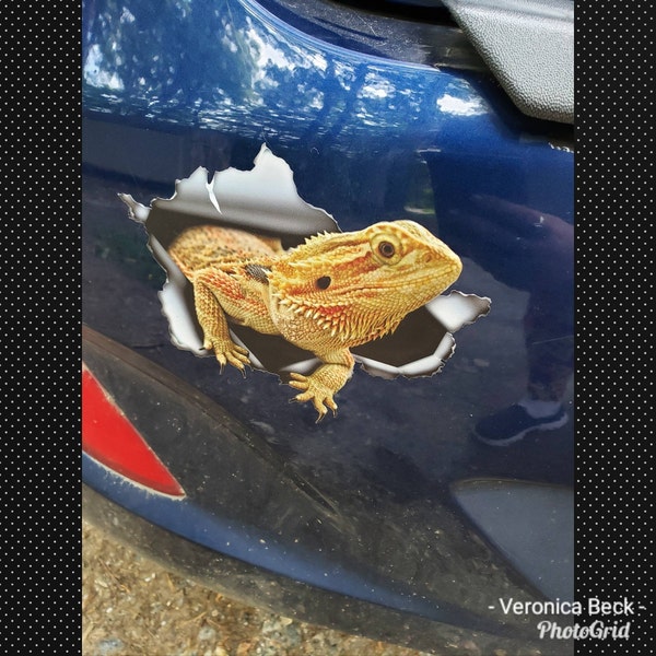 Bearded Dragon Car Decal, Bearded Dragon Magnet, Bearded Dragon Car ...
