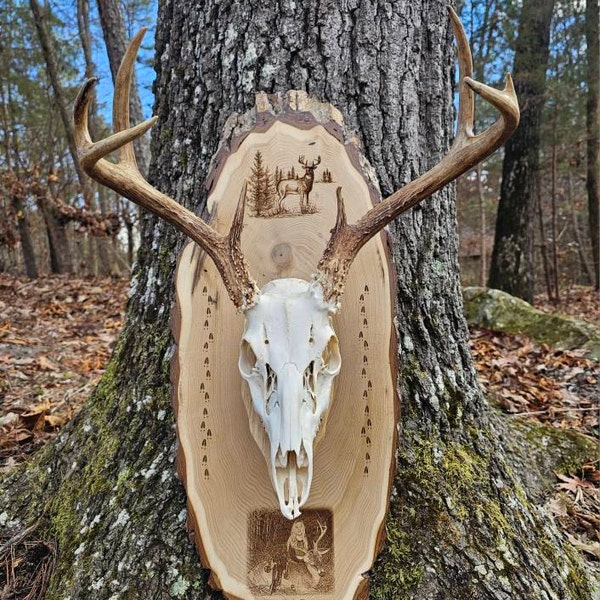 European Mount, Photo Engraved Hunting Plaque, Deer Skull Mount ...