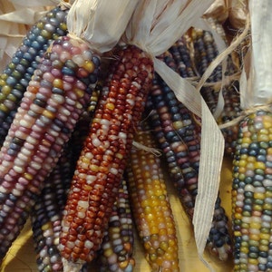 Mini Indian Corn Wreath KIT: Make Your Own Choose From a | Etsy
