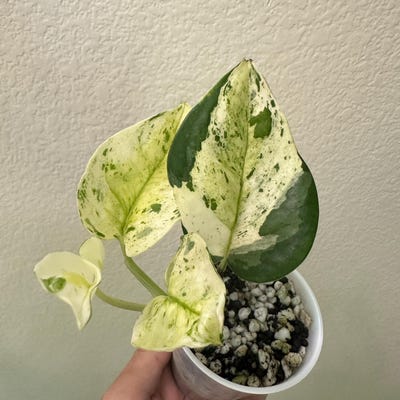 Albo Monstera Deliciosa Variegated white Tiger Kunzo Lineage USA Seller ...