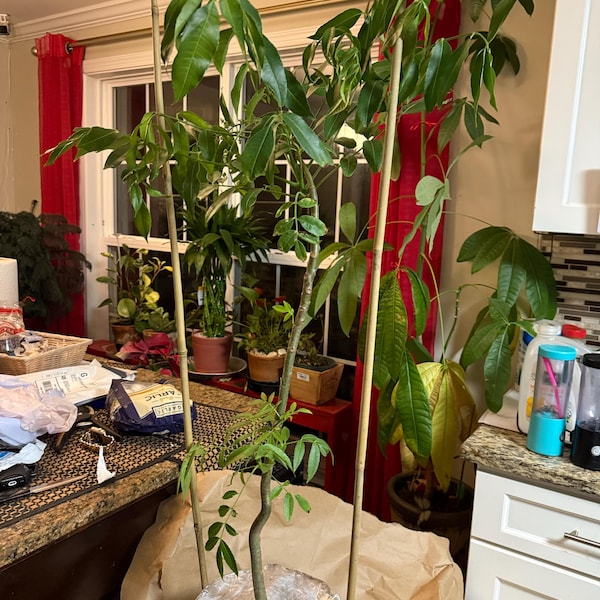 June Plum Dwarf, Ambarella Fruits, Jewel Plums in 10" Pot, Kedondong ...