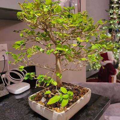 Zanthoxylum Piperitum rare Bonsai Tree, eye Candy Collection From Rare ...