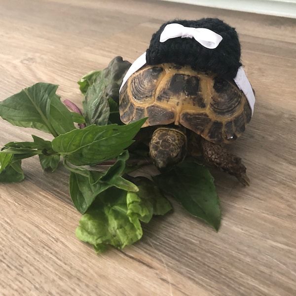 Custom Tortoise Diaper - Etsy