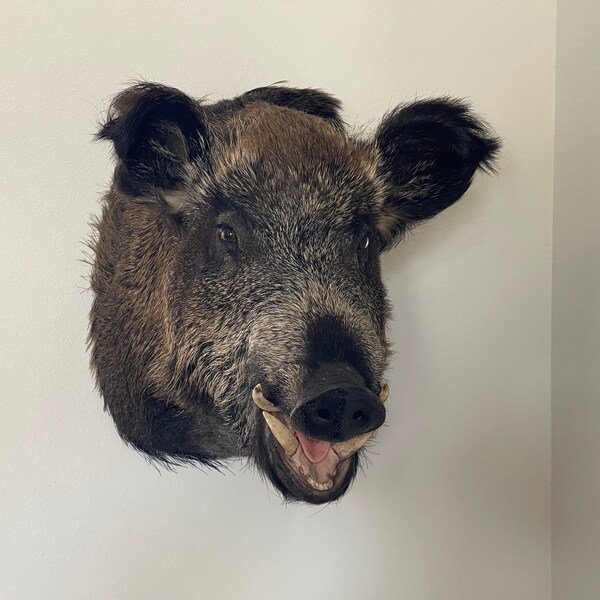 Mounted Wild Boar Trophy - Etsy