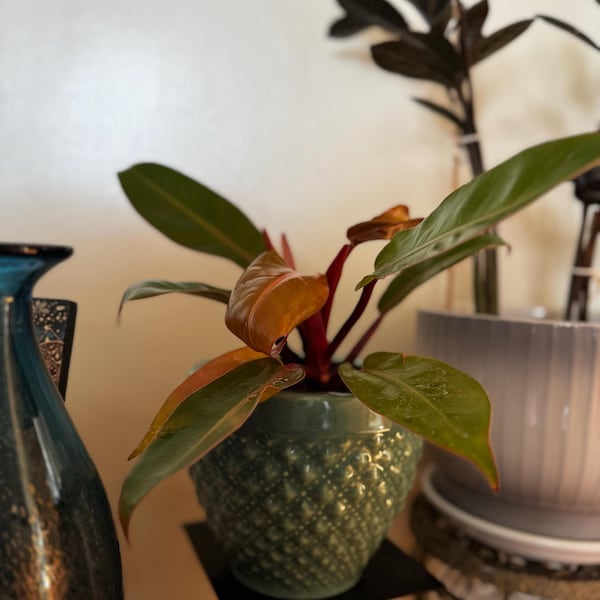 Contemporary Large Ceramic Planter - Indoor & Outdoor Pots | Speckled ...