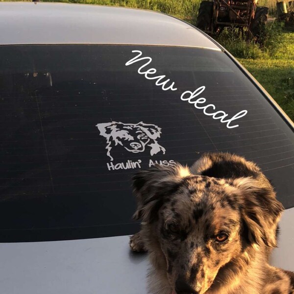 Haulin Auss Decal, Australian Shepard Decal, Aussie Car Decal - Etsy