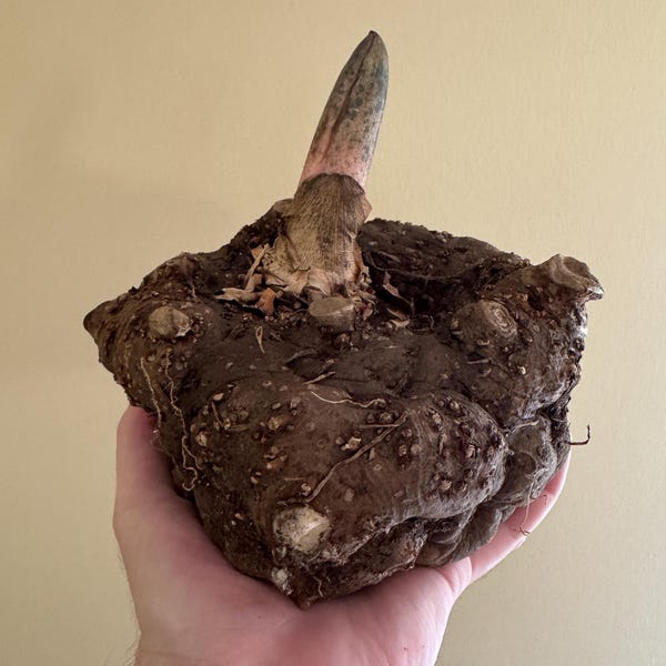AMORPHOPHALLUS KONJAC Twenty Five (25) Bulbils - Voodoo Lily Bulb - Etsy