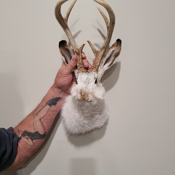 JACKALOPE TAXIDERMY Mount Unique Symmetrical "big Six" 6 Point (3X3 ...
