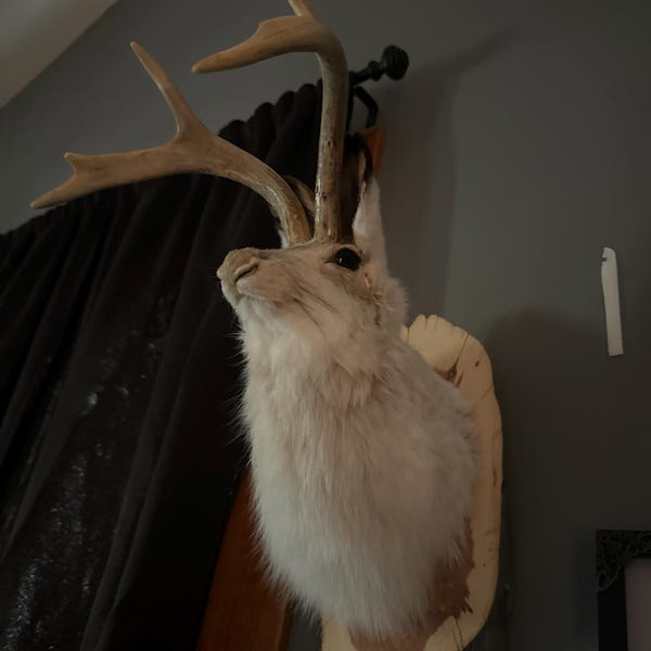 Dark Wide 5x4 Mule Deer Antler Horn Fake Skull Mount Taxidermy Rack Man ...