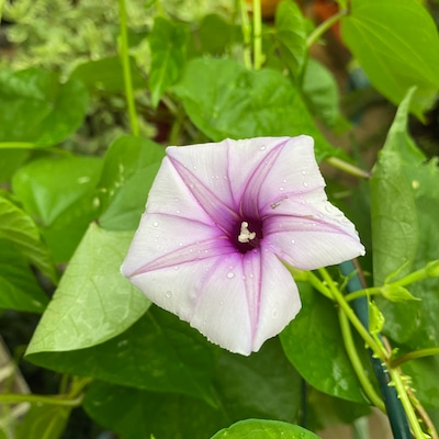 Moonflower Lavender Moon Flower Vine Seeds 10 - Etsy