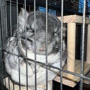 Crazy Critter 11 Pc Kiln Dried Pine Chinchilla//rat//degu//squirrel ...