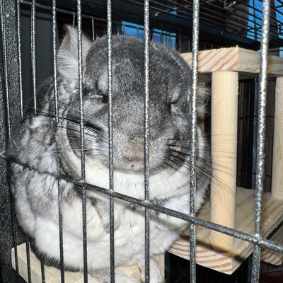 Crazy Critter 11 Pc Kiln Dried Pine Chinchilla//rat//degu//squirrel ...
