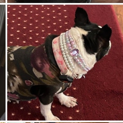 Pearl Necklace for Dogs and Cats With a Crown Charm, Pearl Dog Collar ...