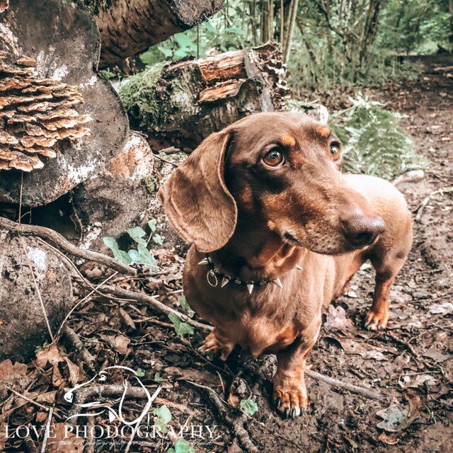 blue angel collars by blueangelcollars on Etsy