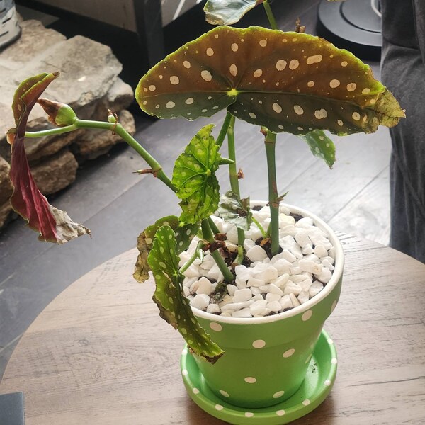 Medium Polka Dot Planter | Polka Dot Flower Pot | Painted Flower Pot ...