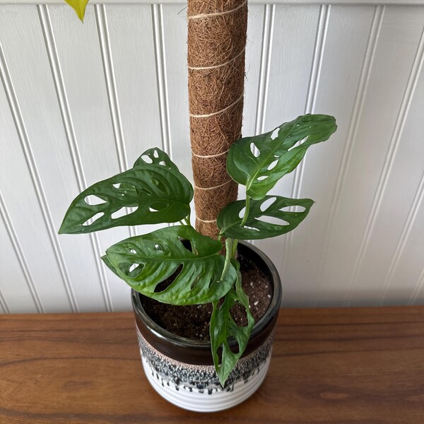 4" Monstera Dubia Totem - Etsy