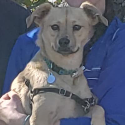 RA-KEY for PETS - Etsy