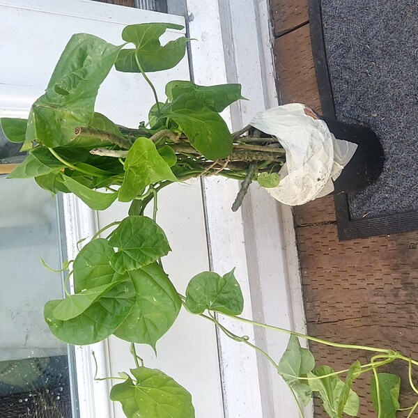 Kalanchoe Pinata Bryophyllum Pinnatum Miracle Leaf Leaf of Life 만손초 ...