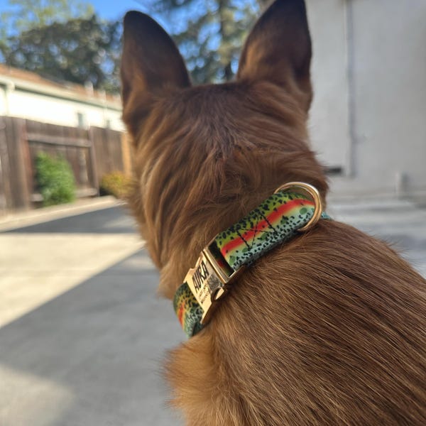 Rainbow Trout Dog Collar Personalized Cutbow Trout Dog Collar Fishing ...