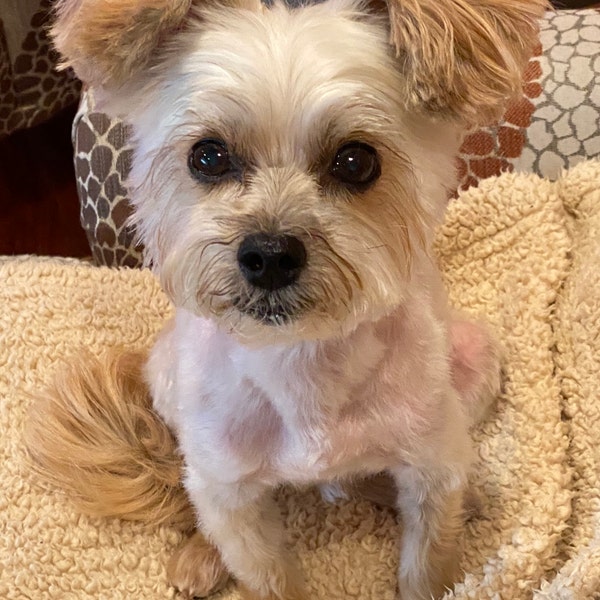 Dog Angel Car Decal - Rainbow Bridge Decal - Dog Memorial Decal ...