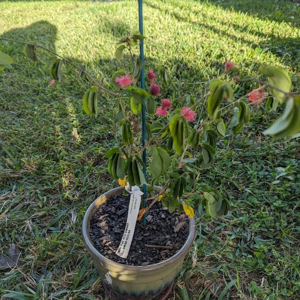 Powder Puff RED DWARF Flowering Shrub Plant Attracts Hummingbirds ...