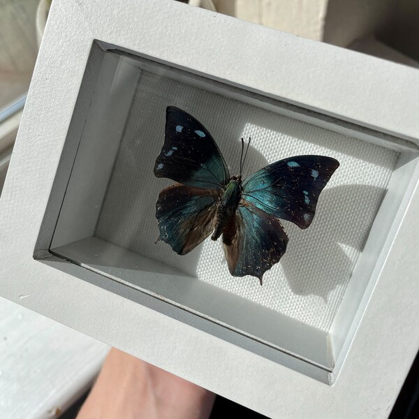 Blue Leafwing Butterfly, Anaea Xenocles, Spread for Your Project or ...