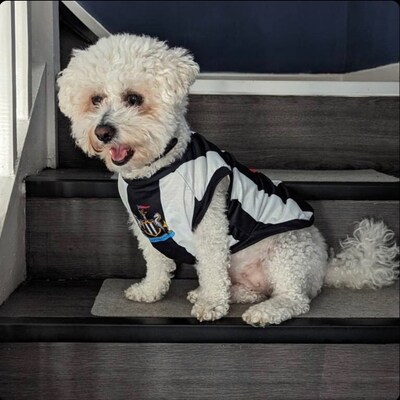 Barcelona Personalised Pet Tank Top FC 23/24 With Original FC Logo dog ...