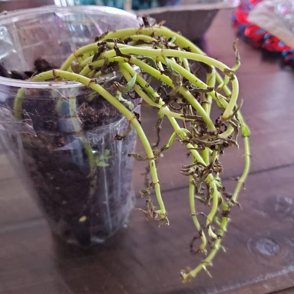 5" to 7" Inches Fruit Tree Yellow Meyer Lemon - Etsy