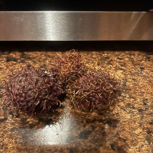 Fresh Whole Burdock Root, Gobo Root - Etsy