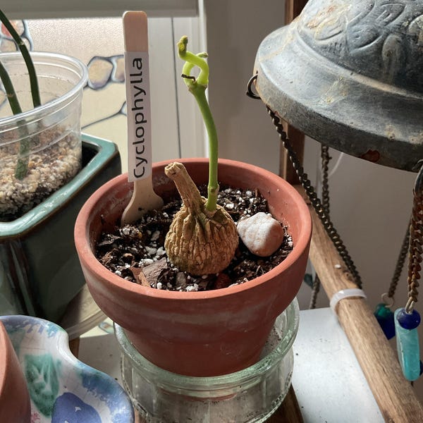 Bulbine Torta, Super Rare Succulent！ - Etsy