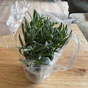 2 Live Asclepias Tuberosa 'hello Yellow Butterfly Weed Perennial Plants ...