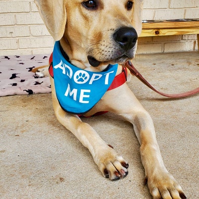 5-pack ADOPT ME Bandana Scarf for Rescue Dogs - Etsy
