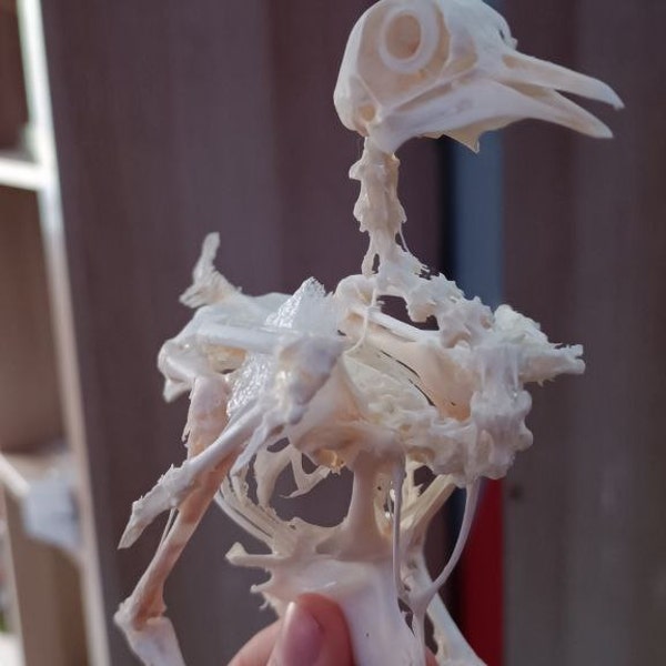 Real Pigeon Skeleton Pigeon Bone Without Case and Base - Etsy
