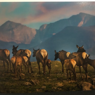 Psalm 91:4, Red Cardinal Bible Verse, Cardinal Scripture Canvas ...