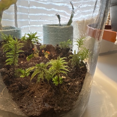 Art Deco Style Glass Terrarium Real Estate Home Buyer Gift - Etsy