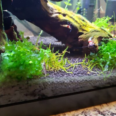 Subwassertang pellia Moss Rare Aquatic Moss Live Aquarium Freshwater ...