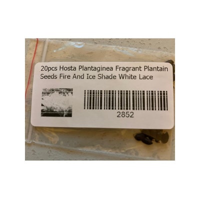 Prairie Smoke 40 Seeds Erythrocoma Triflora Seed Geum - Etsy