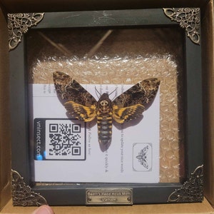 Real Framed Death Head Moth Acherontia Frame Dried Butterfly Skull Dead ...