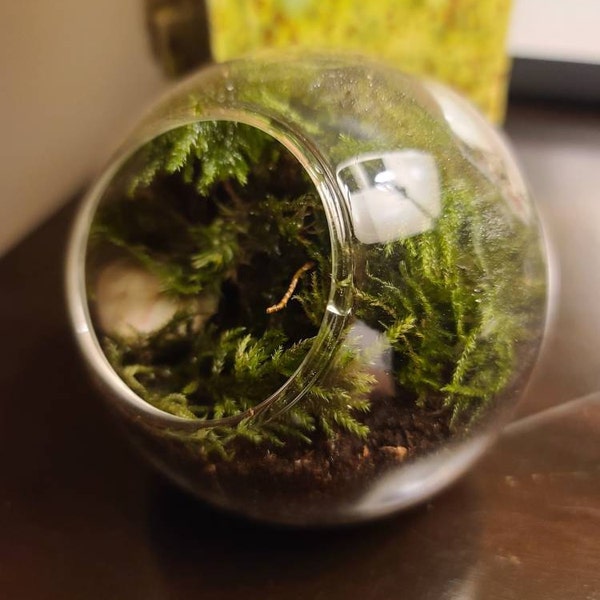 Moss Terrarium • Micro Terrarium • Tiny Terrarium With Live Moss ...