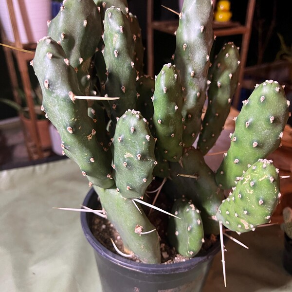 Fire Stick Cactus | 6 Inch | Sticks on Fire Cactus | Tirucalli | Live ...